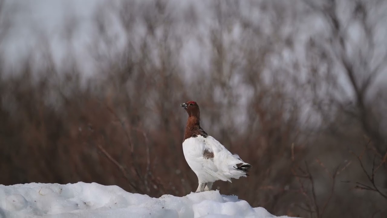 Willow Ptarmigan vocalizing
