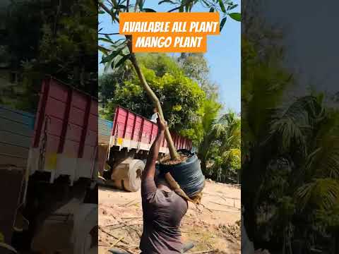 Mango &other plants available booking now start all plant getting wholesale price #greenary #plants