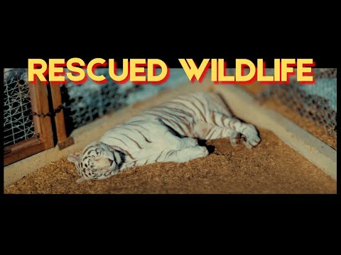 ๐
๐บThe Wild Animal Sanctuary in Keenesburg, Colorado, United State #walkingtour