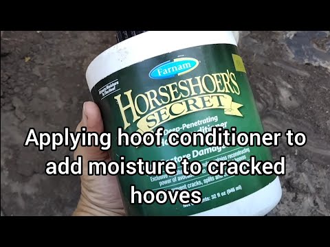 How to add moisture to cracked hooves - Horse Shoer's secret hoof conditioner