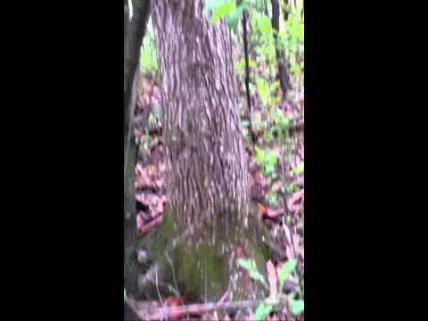 Where to find Morel Mushrooms - Minnesota