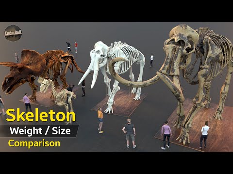 Creatures Skeleton size comparison 3D | Animal Skeleton weight and size | Extinct animal