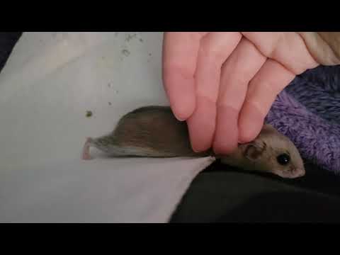 FEATURE LENGTH HAMSTER (HOW IS SHE SO LONG) (PREVIOUSLY THOUGHT IMPOSSIBLE BY PHYSICISTS)