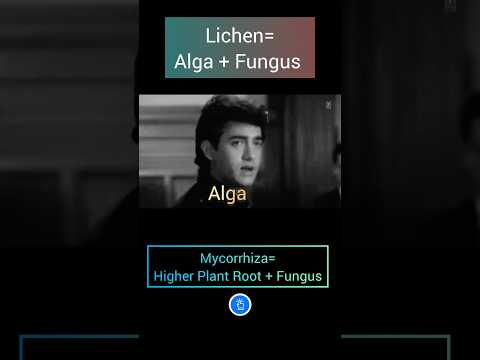 Love Triangle of Algae, Fungi, and Plants! Love Relationship in Lichen and Mycorrhiza ...