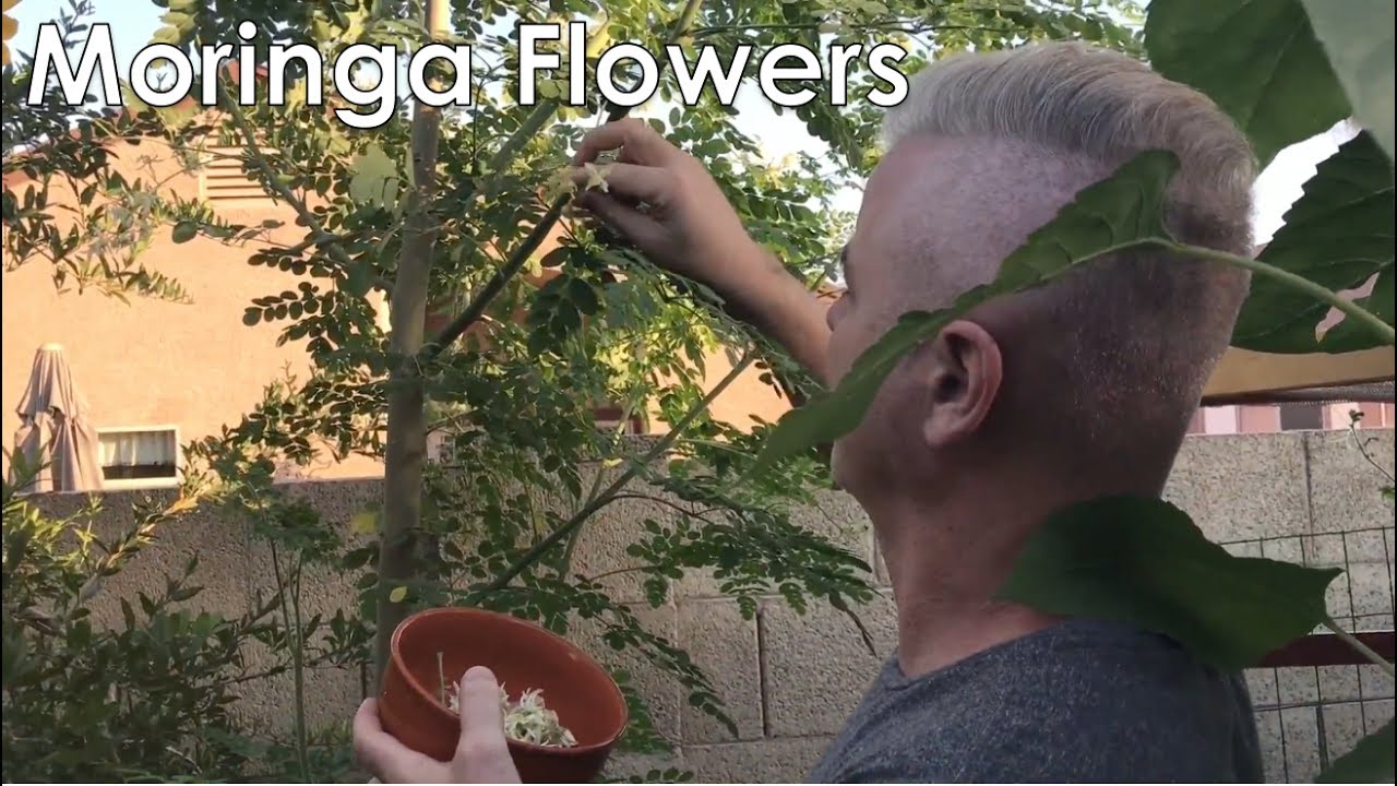 One Arizona Garden | Moringa Tree and Flowers