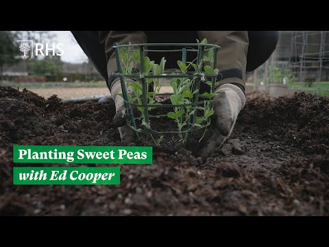 Growing sweet peas | The RHS