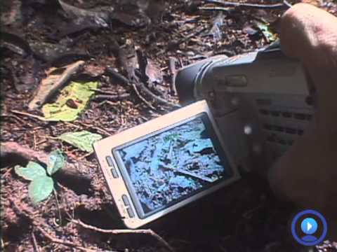 Conservationist - Wildlife Conservation Society