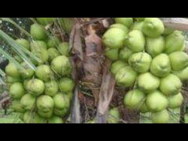 Como fazer seu pé de coco produzir três vezes mais | Cantinho do Video