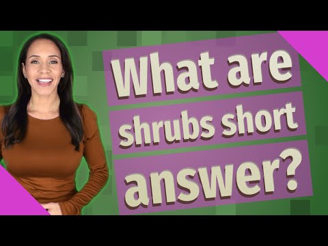 What are shrubs short answer?