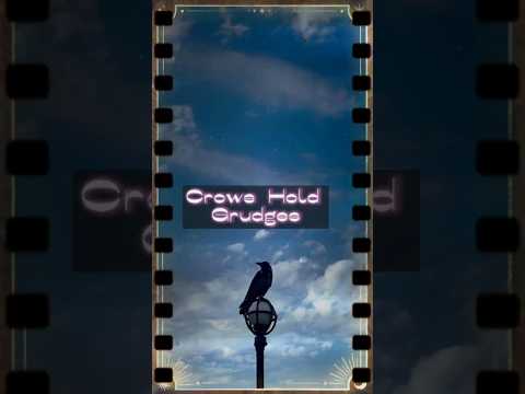 Crows Hold Grudges… Forever 😳🧠 #shorts