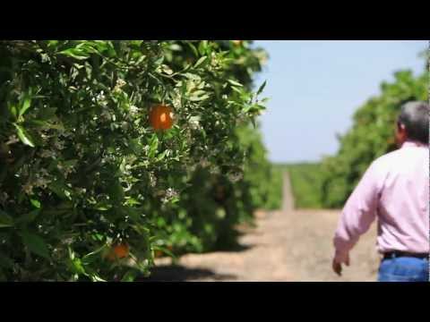 Citrus Stories: Growing for Cleaner Air.mp4