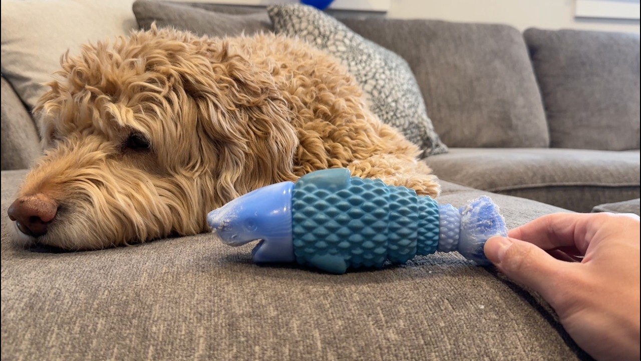 Is this Dog Toy Actually Indestructible (DOODLE TEST)