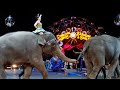 Nycchp Overview Super Circus Laura The Beas Is Watch HD Mp4 Video ...