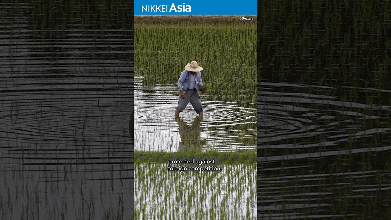 How Japan's rice shortage could impact upcoming elections