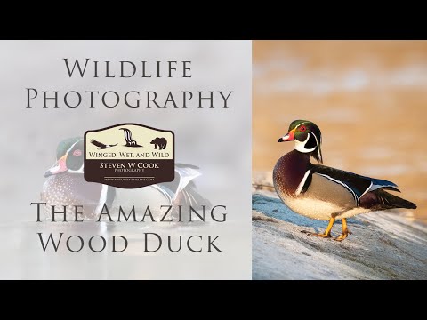 Wildlife Photography - The Amazing Wood Duck