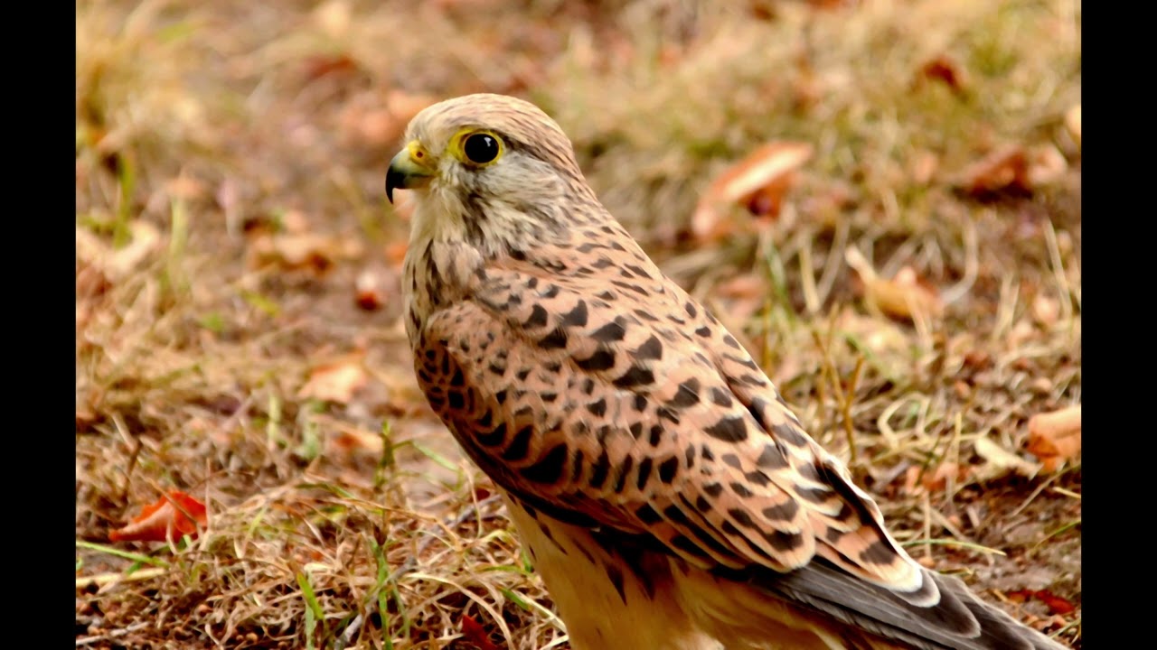 50 fascinating fast facts about kestrel