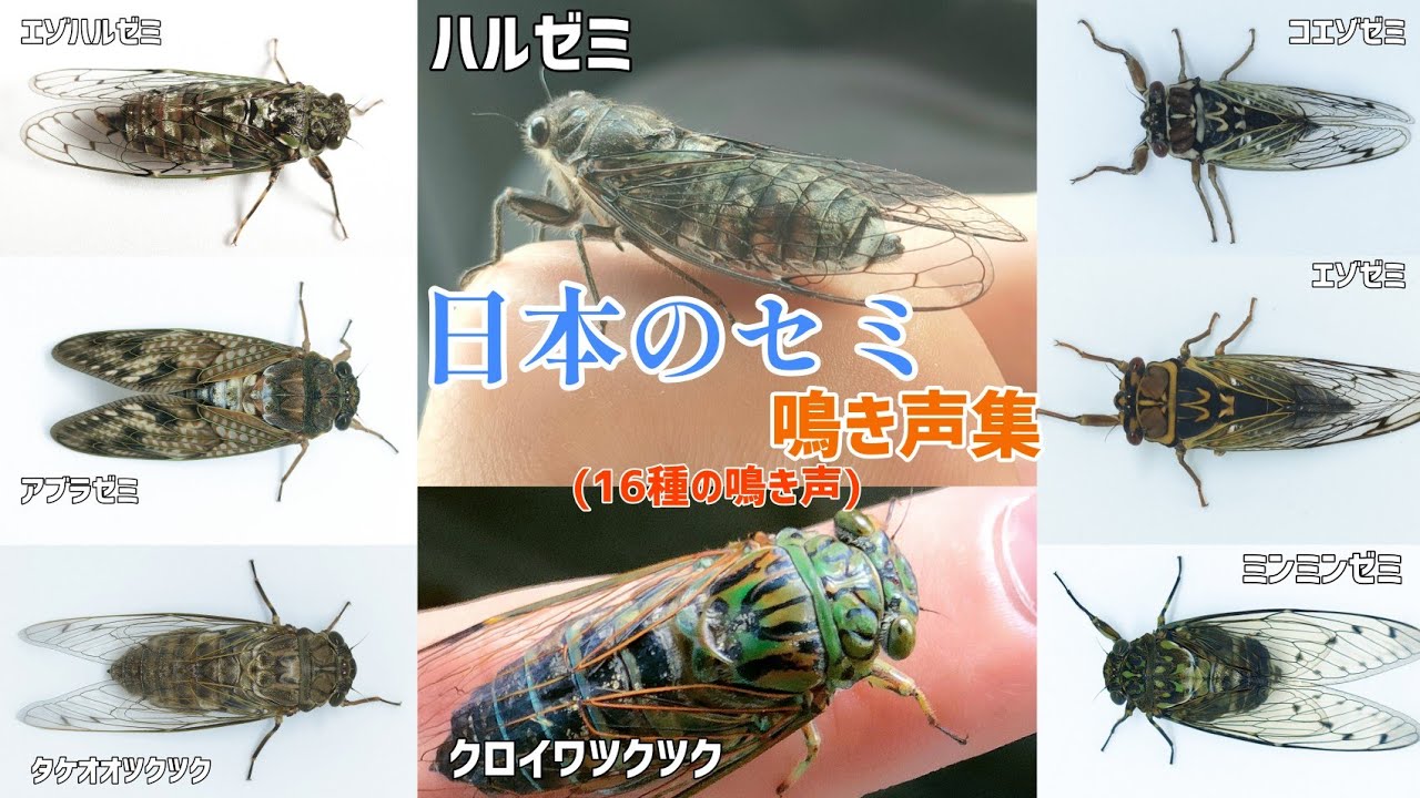 An excellent video about different species of cicadas in Japan – Cicada ...