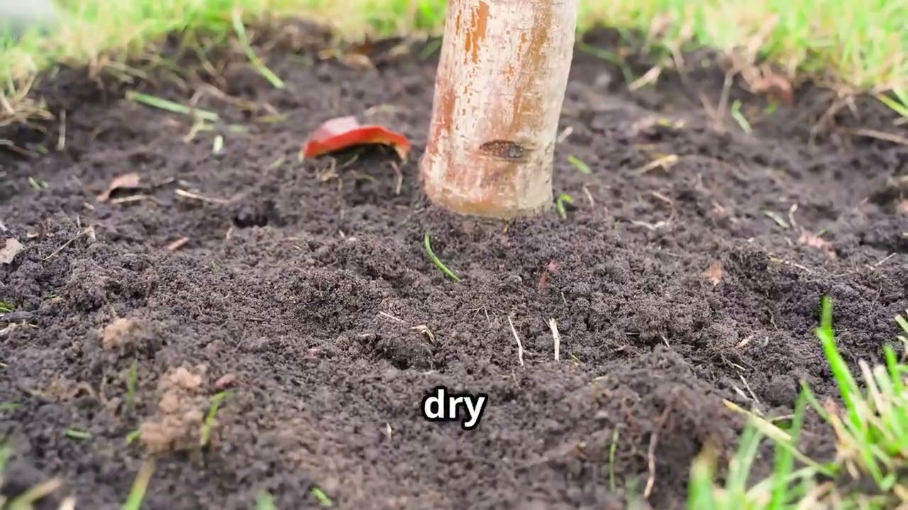 Purple leaf Sand Cherry  Care & Pruning