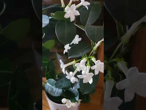 Madagascar Jasmine (Stephanotis floribunda)