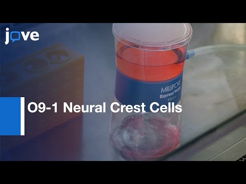 O9-1 Neural Crest Cells Manipulaton and Culturing | Protocol Preview