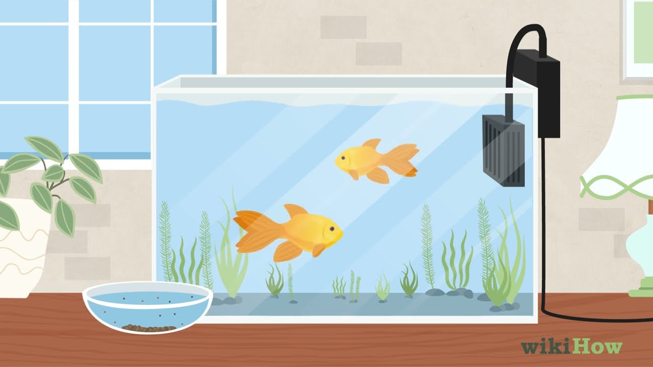 How to Feed Goldfish