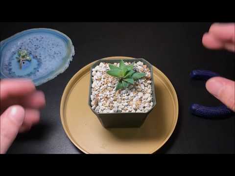 PLANT SUCCULENT CUTTINGS QUICKLY EASILY IN GRITTY MIX: Tool & Technique - Propagation Tip (2018)