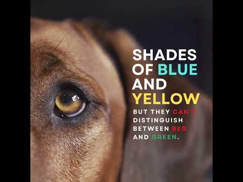 What Colors Can Dogs See? You Might Be Surprised By The Answer! (What You Need To Know)