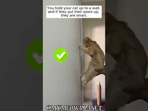 Test Your Cat's Intelligence 🧠😸 #shorts #cat