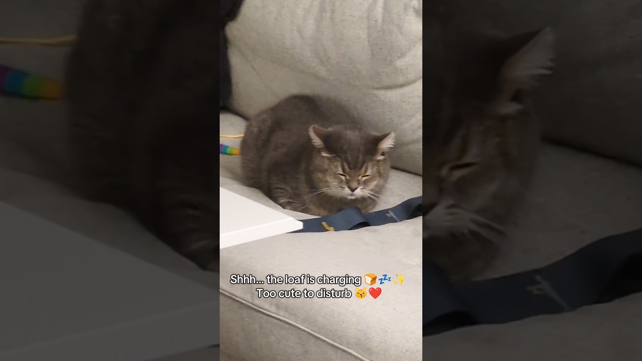The Sleepiest Loaf You’ll See Today! 🍞😽💤 #cat #catloaf #cutecat #funnycats #pets