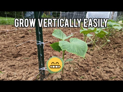 Easy Trellising For Cucumbers