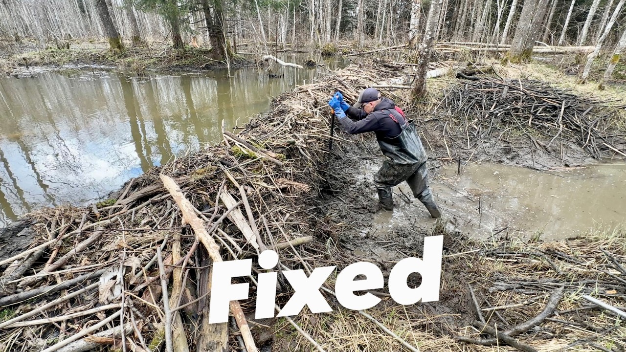 Flooded Forest Fixed – Draining a Massive Beaver Dam