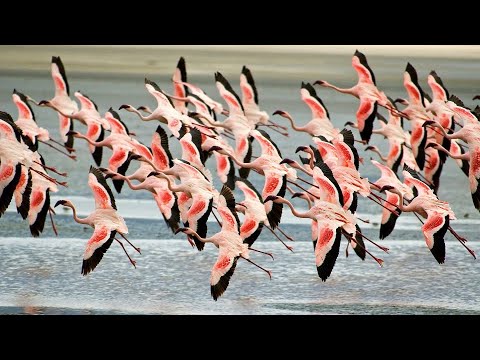 Amazing Animal migration /Greatest animal migration in Earth /Animal migration by land,water and air
