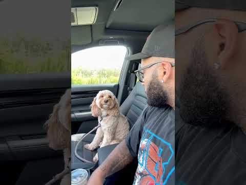 Do Dogs Know The Meaning of Love? π₯Ί