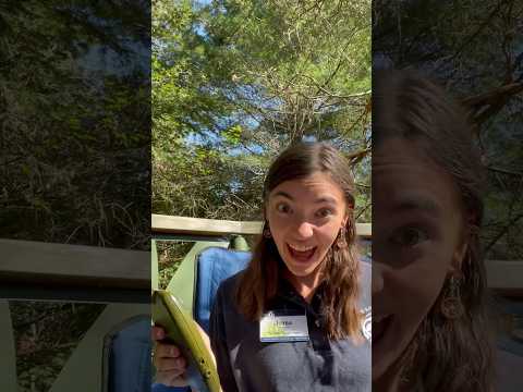 What is really like being an ornithologist, probably