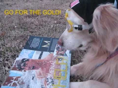 What Is A Therapy Dog?