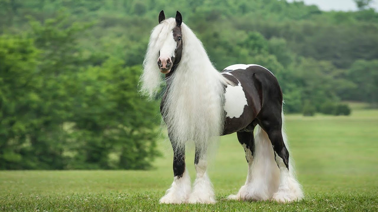7 Most Beautiful Horse Breeds