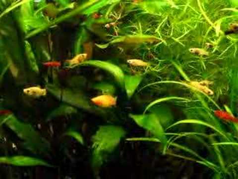 Plantele si rolul lor in acvariu | Acvaristica intre pasiune si manie