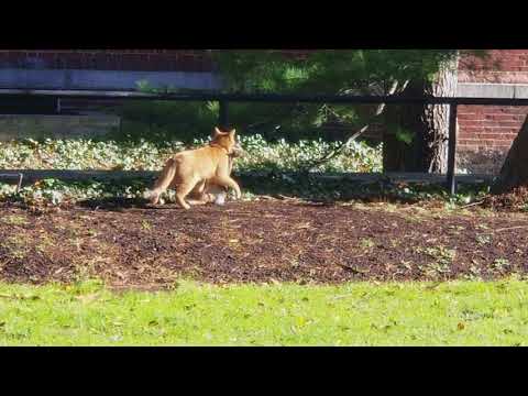 Hungry Harvard University Cat