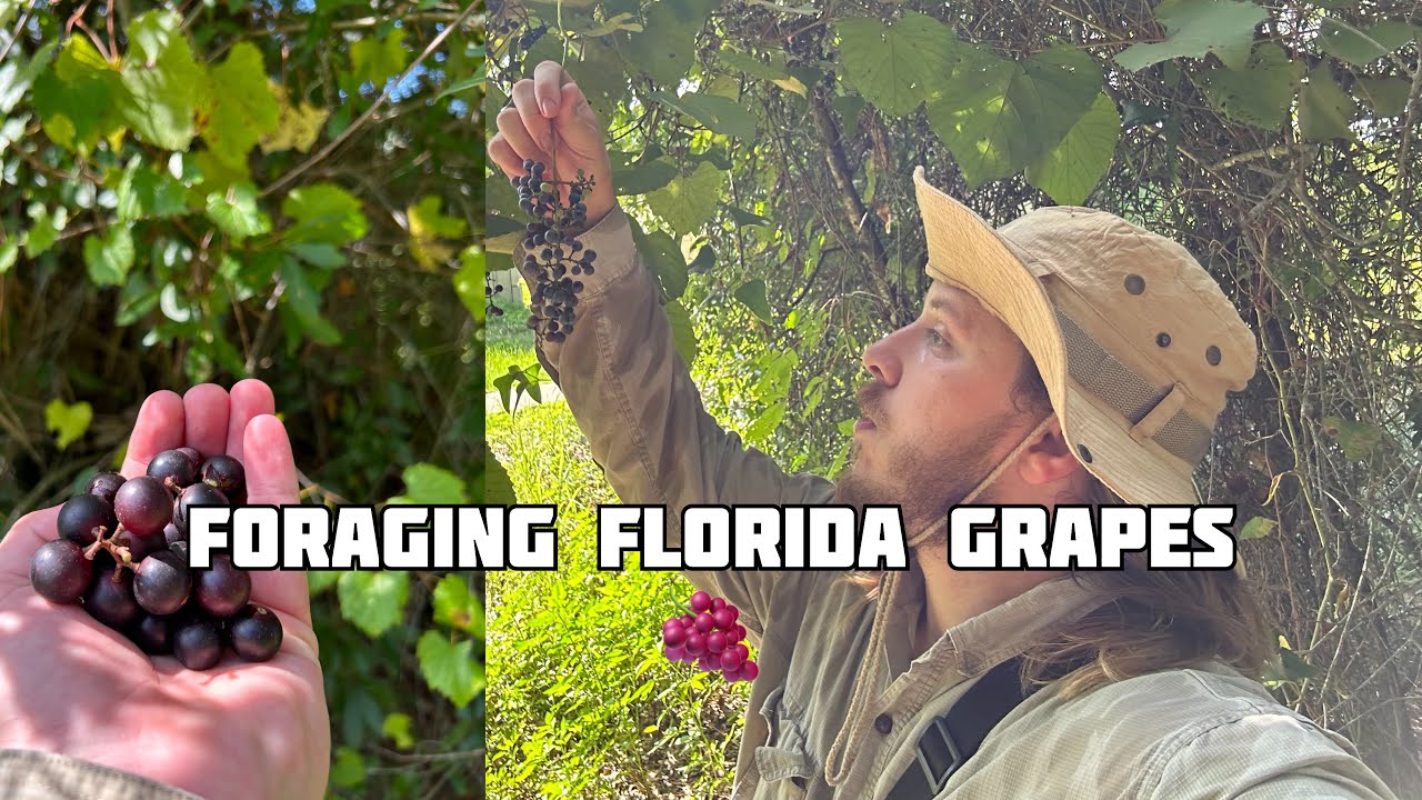 WILD FLORIDA GRAPES | Foraging Florida