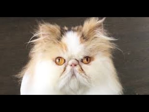 Cute Baby Kittens | Fighting Baby Kitten | payme786