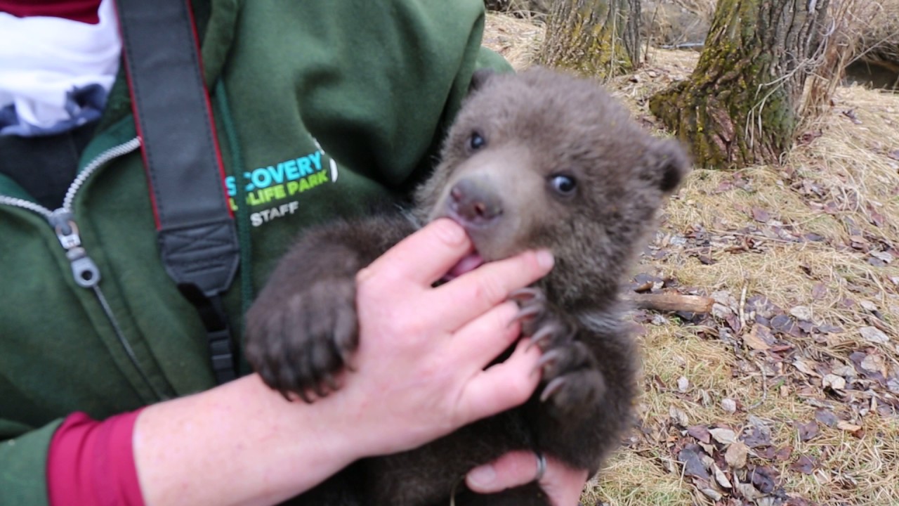Berkley the Bear