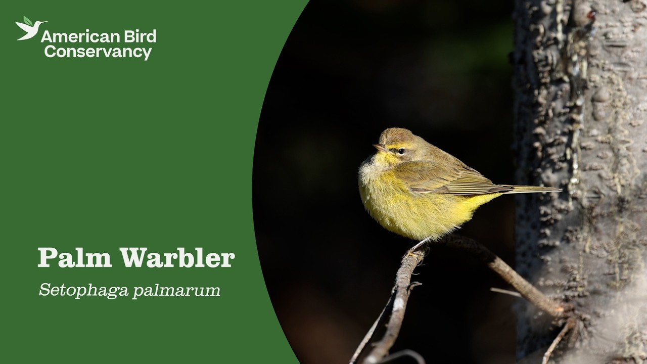 Palm Warbler: Warbler in Sparrow’s Clothing