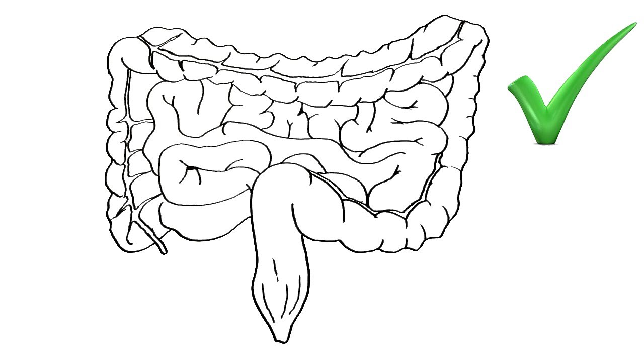 How to Draw Intestines