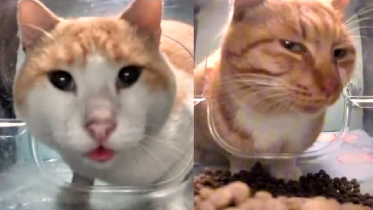 Mr. Fresh Cats Meme Template