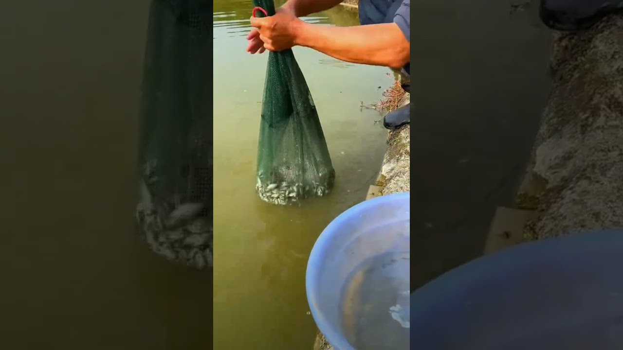 New fishing jaal hai 😱😲#trending #fishing #fish #newjaal