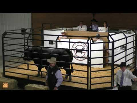 The Bull Sale at Circle G Angus Adel GA Nov 2023_Nov09_13-05-38