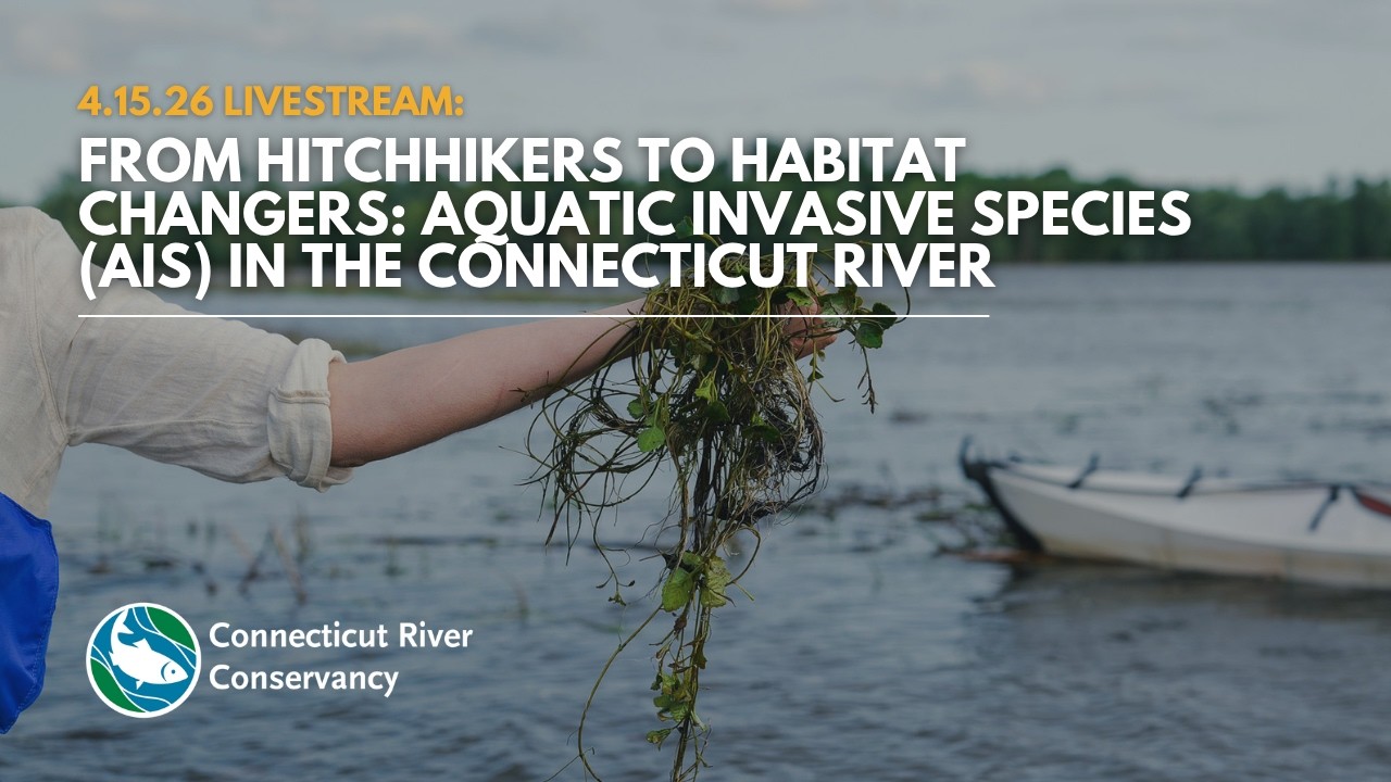 Aquatic Invasive Species in the Connecticut River