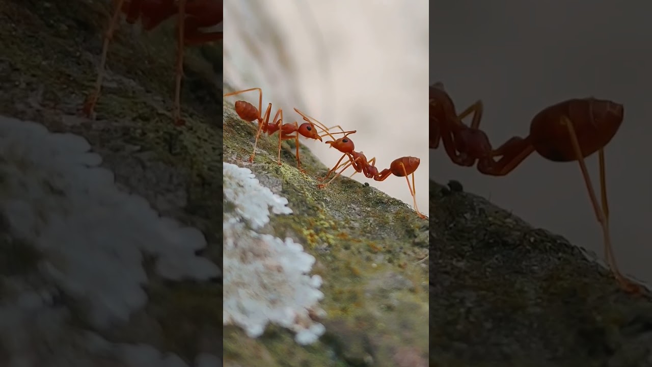 Red ants #video #activity #red #ants #behaviour #nature #mobile #photography #macro