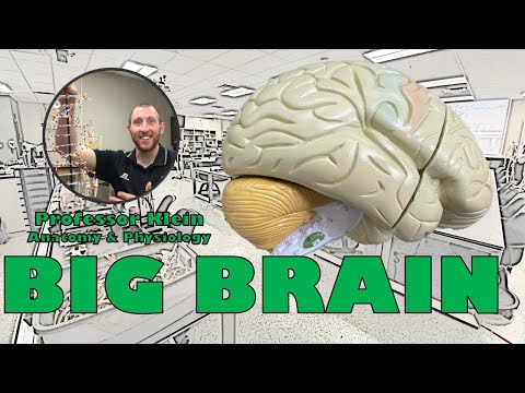 BIG BRAIN MODEL
