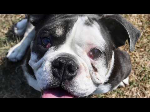 Sacramento SPCA - Giving More than Shelter
